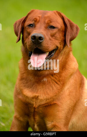 fox red labrador retriever Stock Photo - Alamy