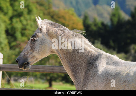 Akhal Teke, gelding, gray, fleabitten Stock Photo: 109308347 - Alamy
