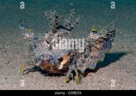 Red Sea Walkman (Inimicus filamentosus Stock Photo - Alamy