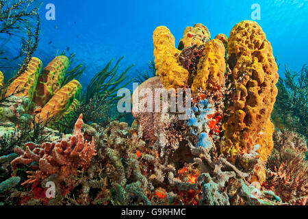 Caribbean coral reef with colorful sponges, Cienfuegos, Punta Gavilanes ...