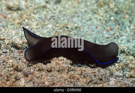 Headshield slug, bubble snail, nudibranch, Indo-Pacific (Philinopsis ...