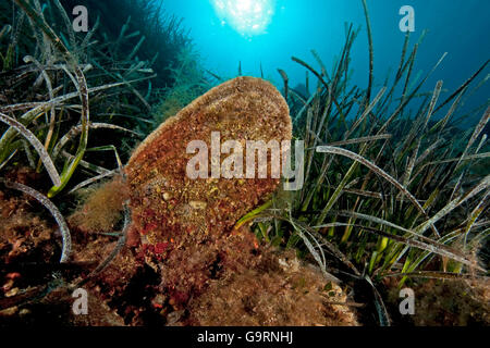 noble pen shell, fan mussel, salt-water clam, mediterranean / (Pinna ...