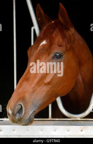 PETER CHAPPLE-HYAM RACE HORSE TRAINER NEWMARKET NEWMARKET RACECOURSE 14 ...