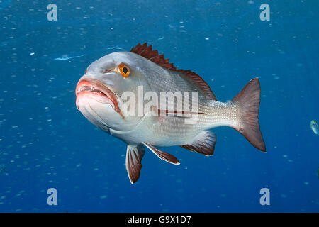 Mangrove red snapper [Lutjanus argentimaculatus]. Triton Bay, West ...