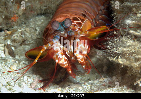 Peacock mantis shrimp, indopacific / (Odontodactylus scyllarus Stock ...