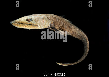 Deep-sea Lizardfish or Bathysaurus Stock Photo - Alamy