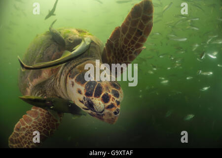 Loggerhead sea turtles, Caretta caretta Stock Photo - Alamy