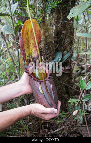 Giant pitcher plant (Nepenthes rajah) unopened pitcher, Kinabalu ...