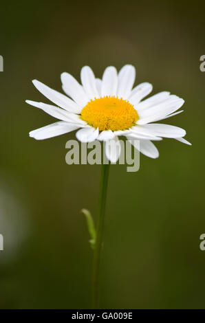A single daisy Stock Photo - Alamy