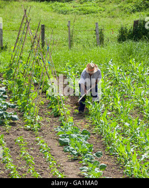 Weeding in vegetable garden Stock Photo - Alamy