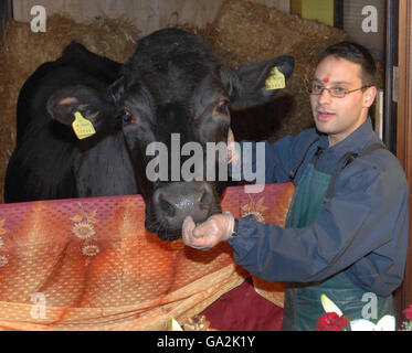 Shambo the Bull. Shambo the Bull in the animal's shrine at Skanda Vale ...