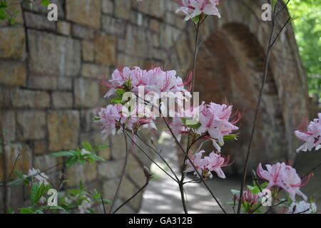 A bridge atop the Muddy River in Riverway Park in between Boston and ...