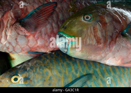 Papagai fish and seafood in a Beach restaurant on the Rawai Beach on ...