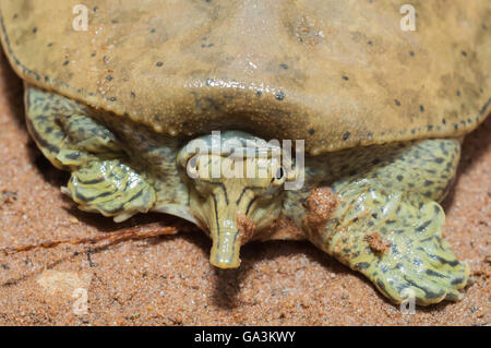 Spiny Softshell (Apalone spinifera Stock Photo - Alamy