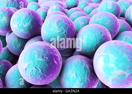 Computer illustration of staphylococci bacteria (Staphylococcus aureus ...