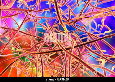 Nocardia bacteria, computer illustration. These are Gram-positive ...