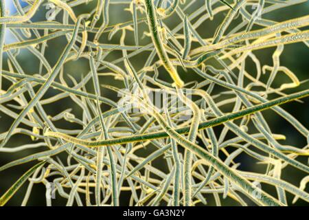 Nocardia bacteria, computer illustration. Gram-positive bacteria, one ...