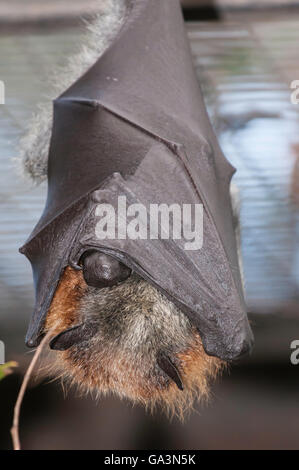 The grey-headed flying fox (Pteropus poliocephalus) is a megabat and ...