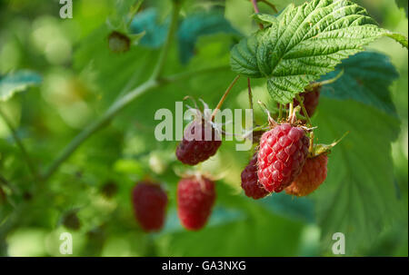 Red raspberries on a twig. Ripening red fruits. Healthy, fresh and ...