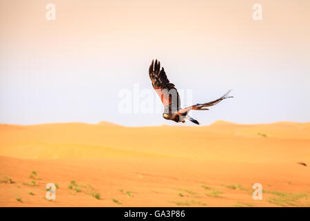 Harris Hawk flying over dunes in Dubai Desert Conservation Reserve, UAE ...