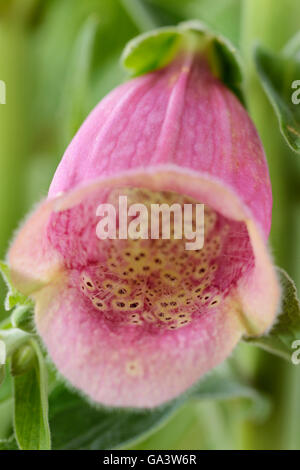 Digitalis Mertonensis,Digitalis × mertonensis,strawberry foxglove ...