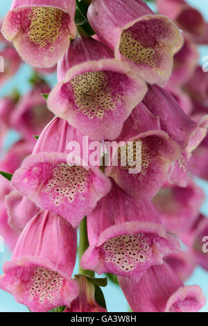 Digitalis × mertonensis AGM Strawberry foxglove May Stock Photo - Alamy