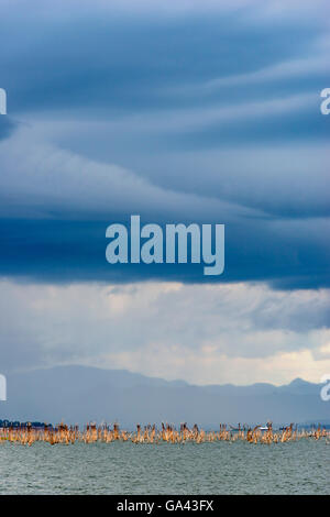 Commercial fishing boat (Kapenta Rig) used for netting sardines at ...