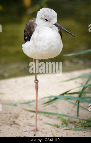 The Bird Black-winged stilt with red legs in the sea Stock Photo - Alamy