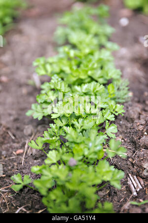 Organic parsley growing in the garden Stock Photo - Alamy