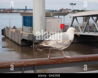 gull seabird aka Seagull or Mew animal of phylum Chordata, clade ...