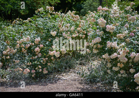 White Rose Bush Stock Photo - Alamy