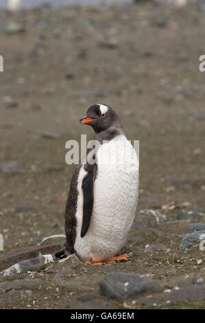 Gentoo penguin, Pygoscelis papua, Aitcho Islands, Barrientos Island ...