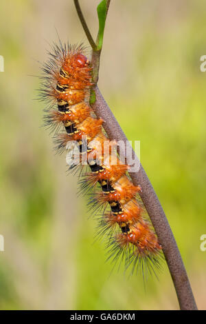 An Echo Moth (Seirarctia echo) caterpillar (larva) perches on twig in ...