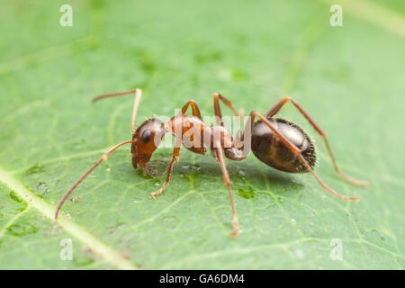 A Formicine Ant (Formica incerta) forages on a leaf Stock Photo - Alamy