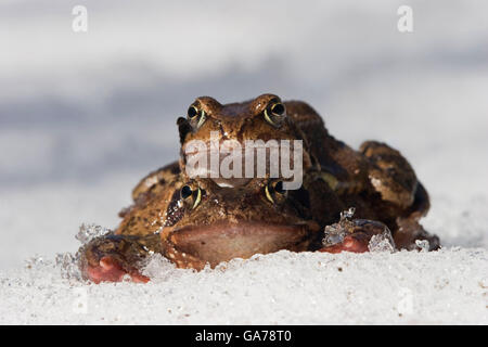 Common Frogs, Rana temporaria, pair spawning, breeding, in amplexus in ...