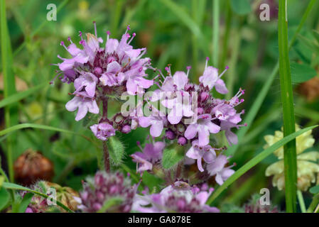 Wild Thyme - Thymus polytrichus Two flower heads Stock Photo - Alamy