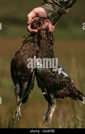 A brace of Red Grouse pictured after being shot on Orra mountain in the ...