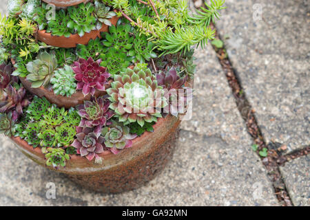 Sempervivum. Houseleek display in flower pots at RHS Wisley Gardens ...