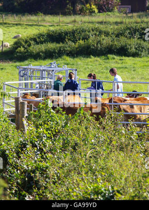 Cattle being tested for foot and mouth disease by DEFRA vets on Loseley ...