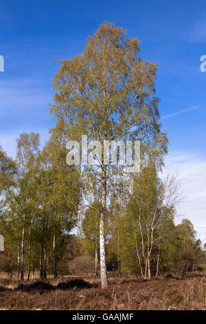 birch trees in the Wahner Heath near Telegraphen hill, morning fog ...