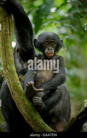 Bonobo (Pan paniscus) baby, Max Planck research site LuiKotale in ...