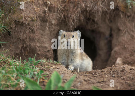 Black-lipped Pika, Ochotona curzoniae Stock Photo - Alamy