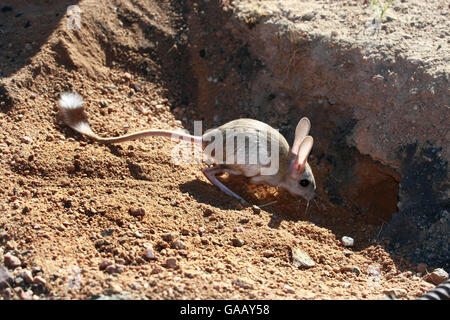 Mongolian five-toed jerboa (Allactaga sibirica) or Balikun jerboa ...