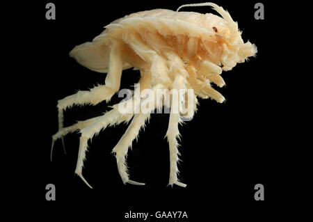 Giant Antarctic isopod Glyptonotus antarcticus Antarctica Antarctic ...