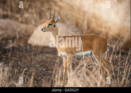 Oribi ram (Ourebia ourebi), Serengeti National Park, Tanzania Stock ...