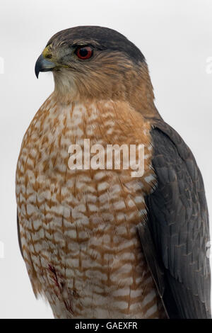 Adult Cooper's hawk Stock Photo - Alamy
