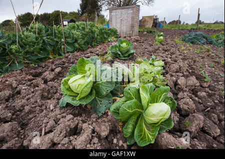 Cabbages on an allotment plot growing under protective netting to Stock ...