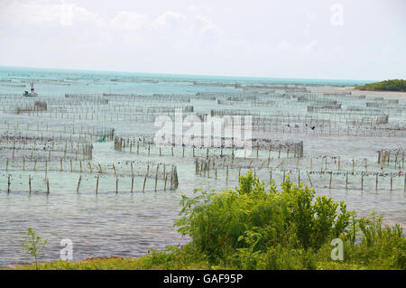 The world's only conch farm on the island of Providenciales in the ...