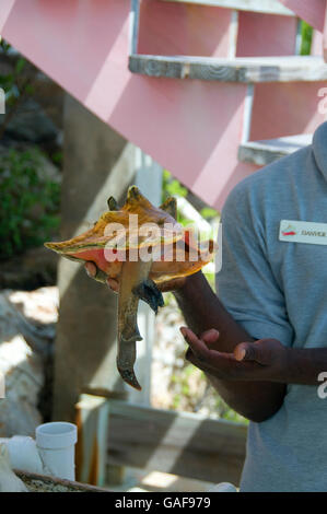 The Conch Farm on Providenciales is the only conch farm in the world ...
