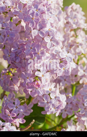 Spring Purple Lilac Flowers on the Green Background Stock Photo - Alamy